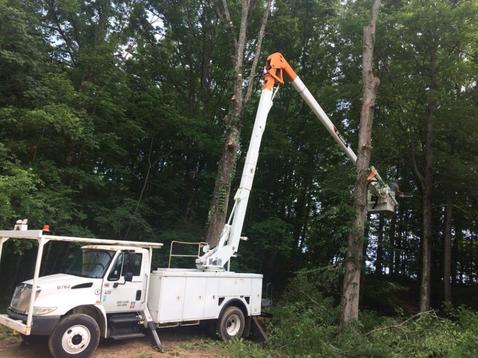 Tree Root Removal: A How-to Guide | Volunteer Tree Company Tree Root Removal: A How-to Guide | Volunteer Tree Company