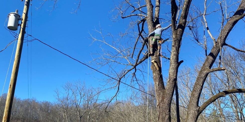 Why Cutting Tree Limbs Near Power Lines Is a Job for Pros