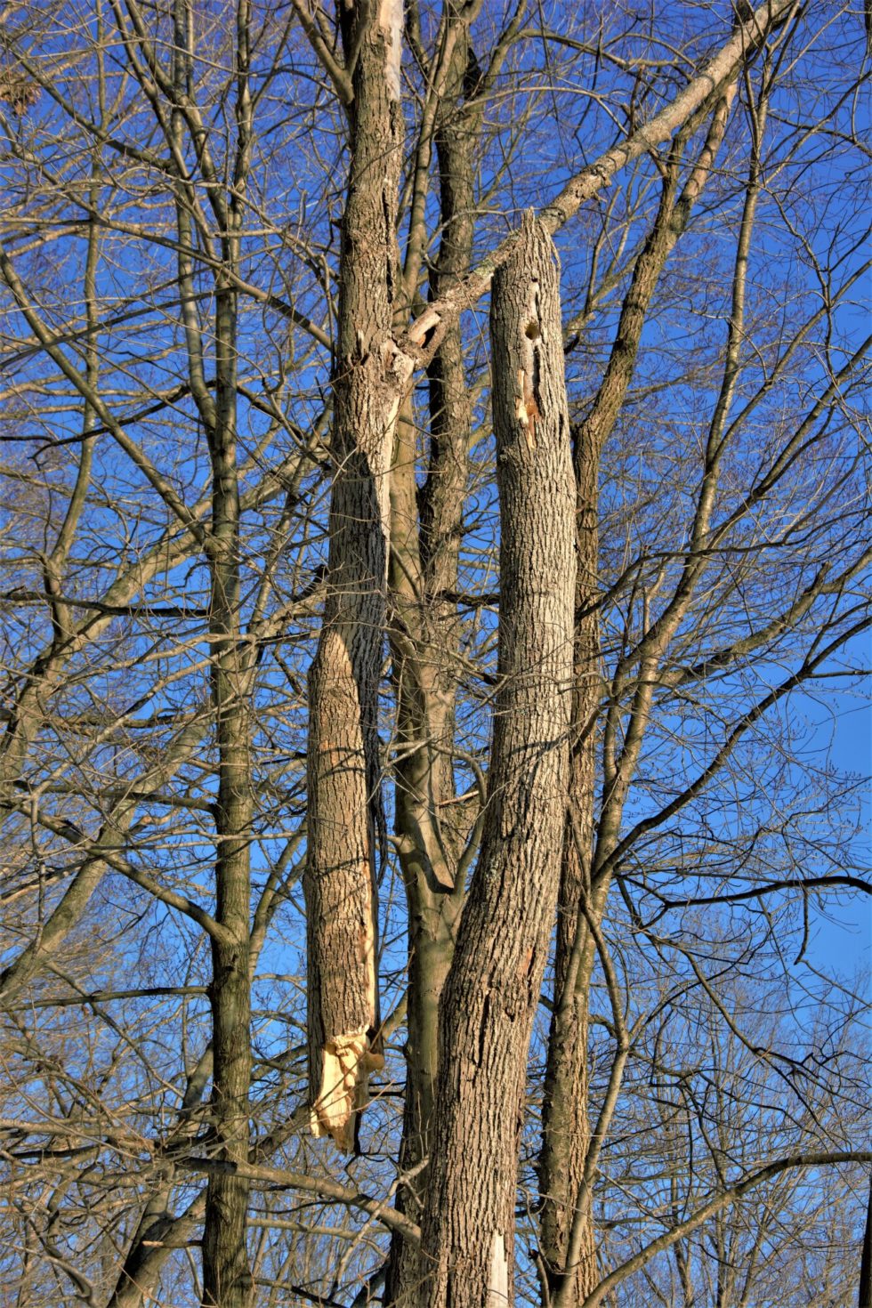 3 Dangers Dead Tree Branches Pose to Your Home - Volunteer Tree Company