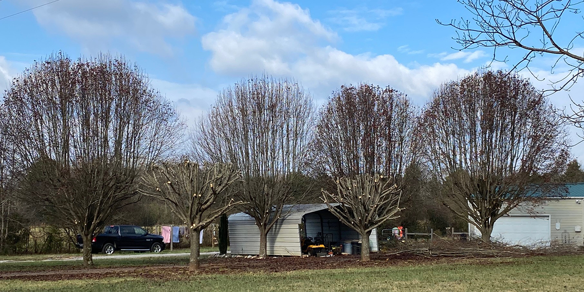 Decayed Trees: Ways to Spot, Treat, and Prevent Tree Decay