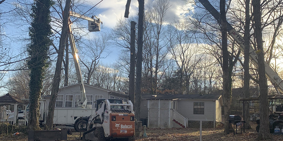 Arborist Inspection: What It Is & Why Tree Owners Need It