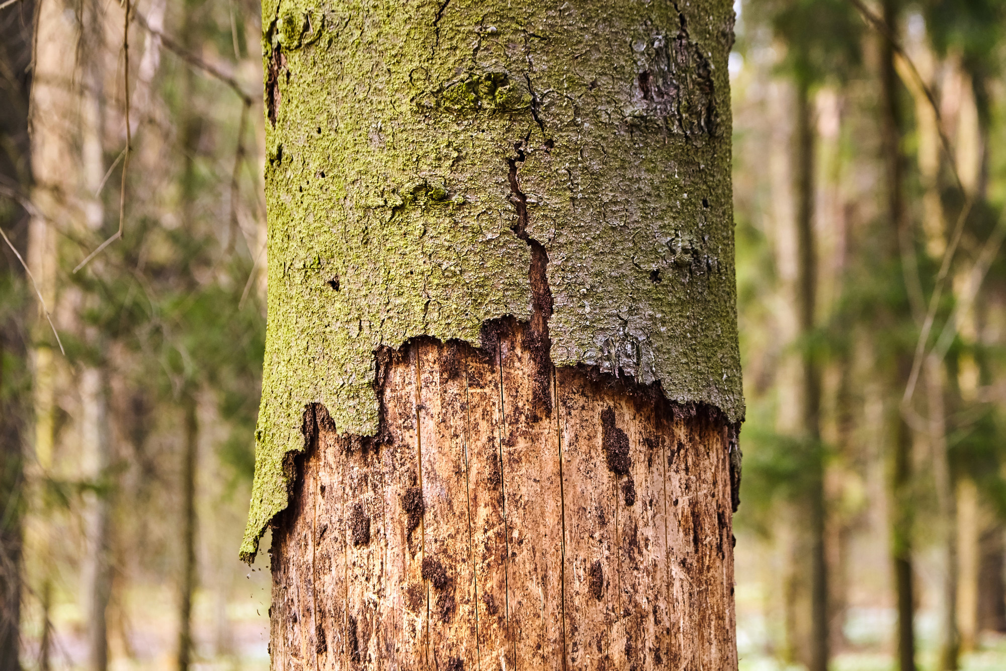 Spotting a Dead Tree: Signs You May Want to Call a Tree Service