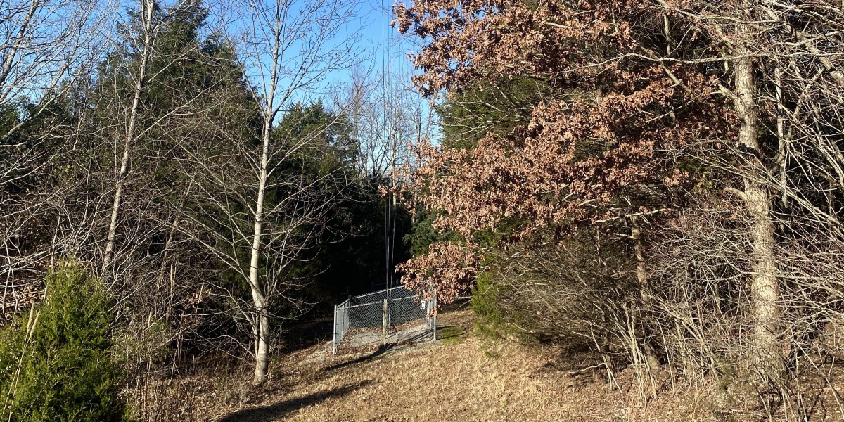 5 Types of Trees With Low Branches l Trees With Low Canopies